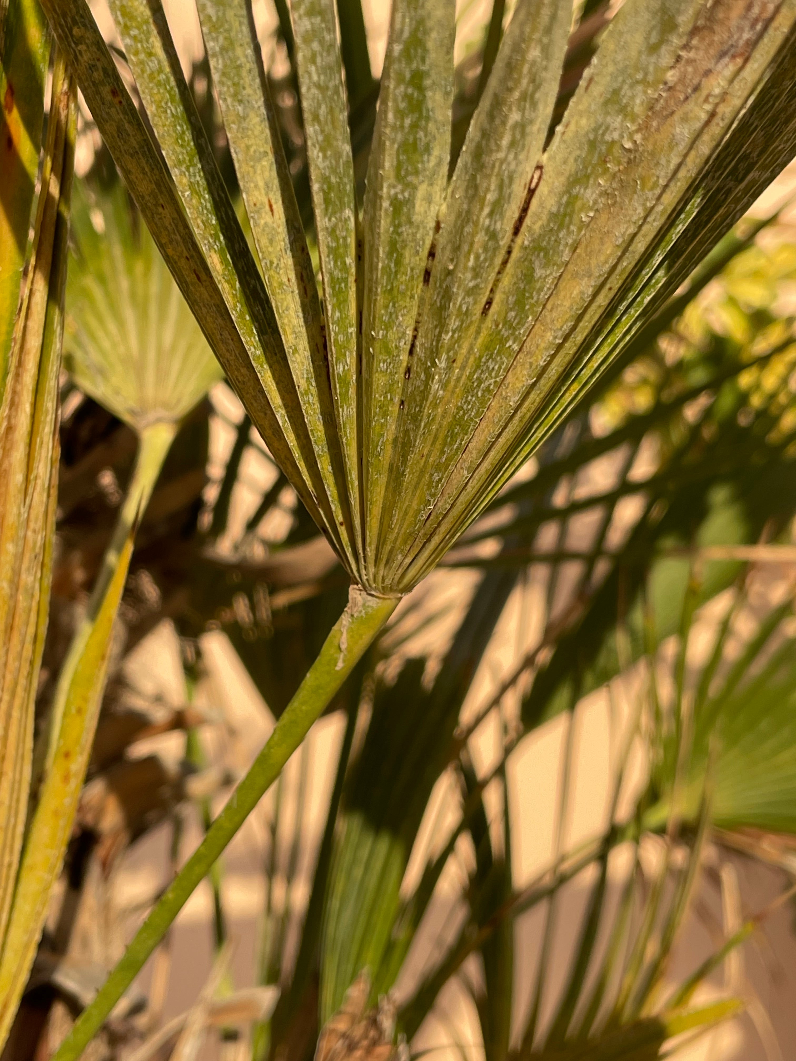 JOHANNA STUDIOS Fine Jewelry